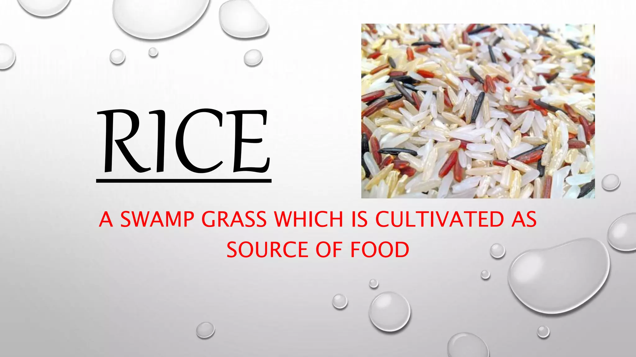 Rice | PPT