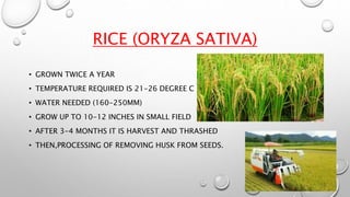 Rice | PPTX
