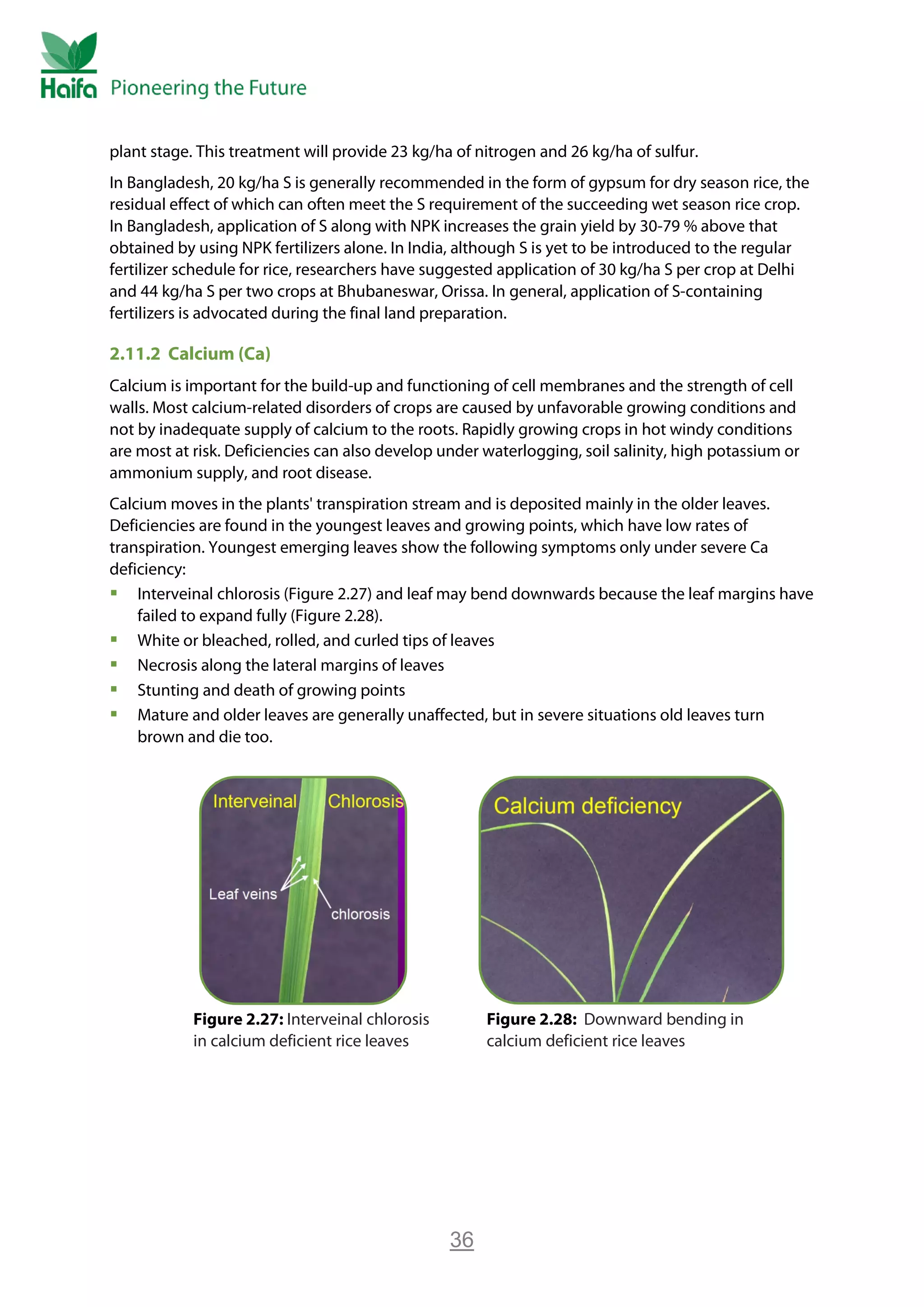 Rice Crop Guide - Rice Fertilizer | PDF | Agriculture | Industries
