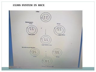 Rice Field Crop | PDF