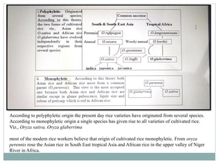 Rice Field Crop | PDF