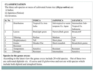 Rice Field Crop | PDF