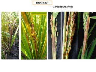 rice Disesaes.pptx