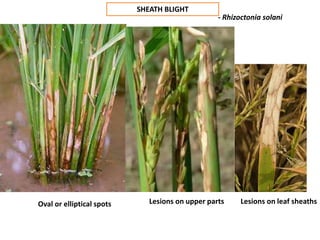 rice Disesaes.pptx