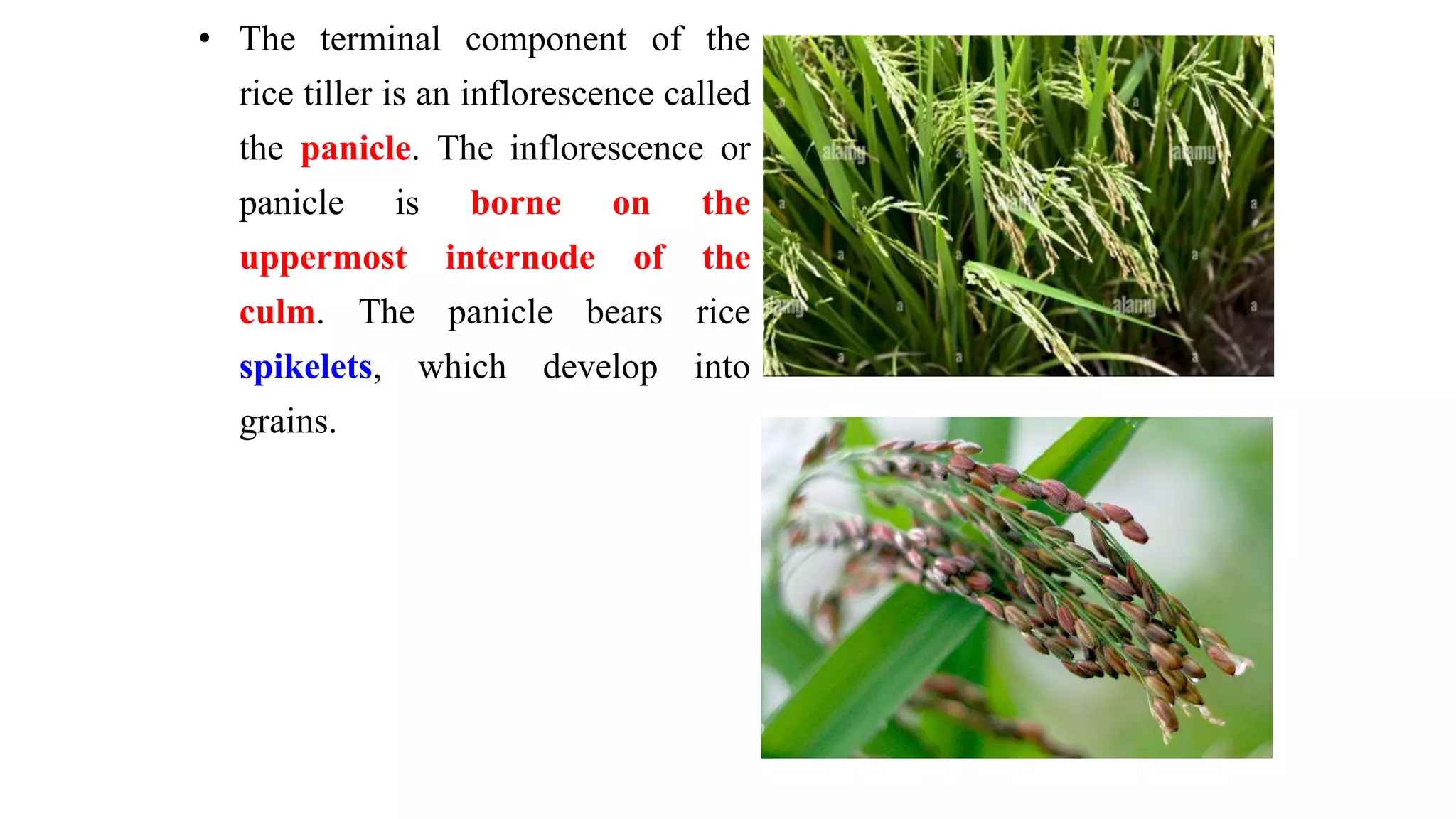 Rice | PPTX