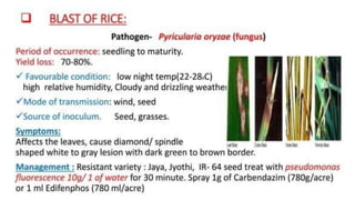 rice.pdf