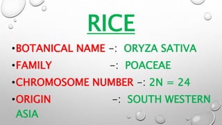 RICE.pptx