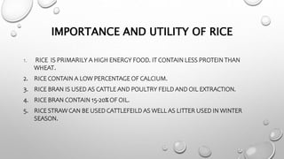 RICE.pptx