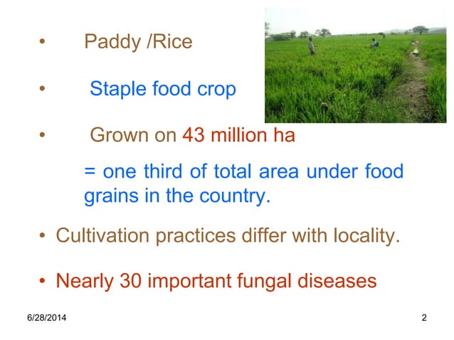 Integrated disease management in rice,pathology | PPT