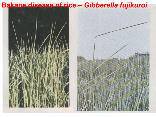 Integrated disease management in rice,pathology | PPT