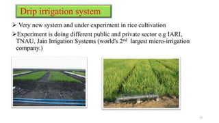 Cultivation practices of rice.pdf......... | PPT