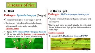 Cultivation practices of rice.pdf......... | PPT