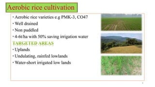 Cultivation practices of rice.pdf......... | PDF