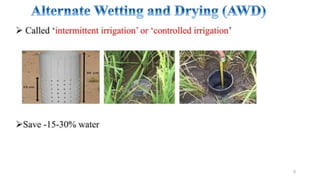 Cultivation practices of rice.pdf......... | PDF