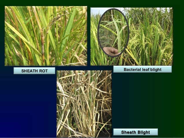 Rice diseases hpm