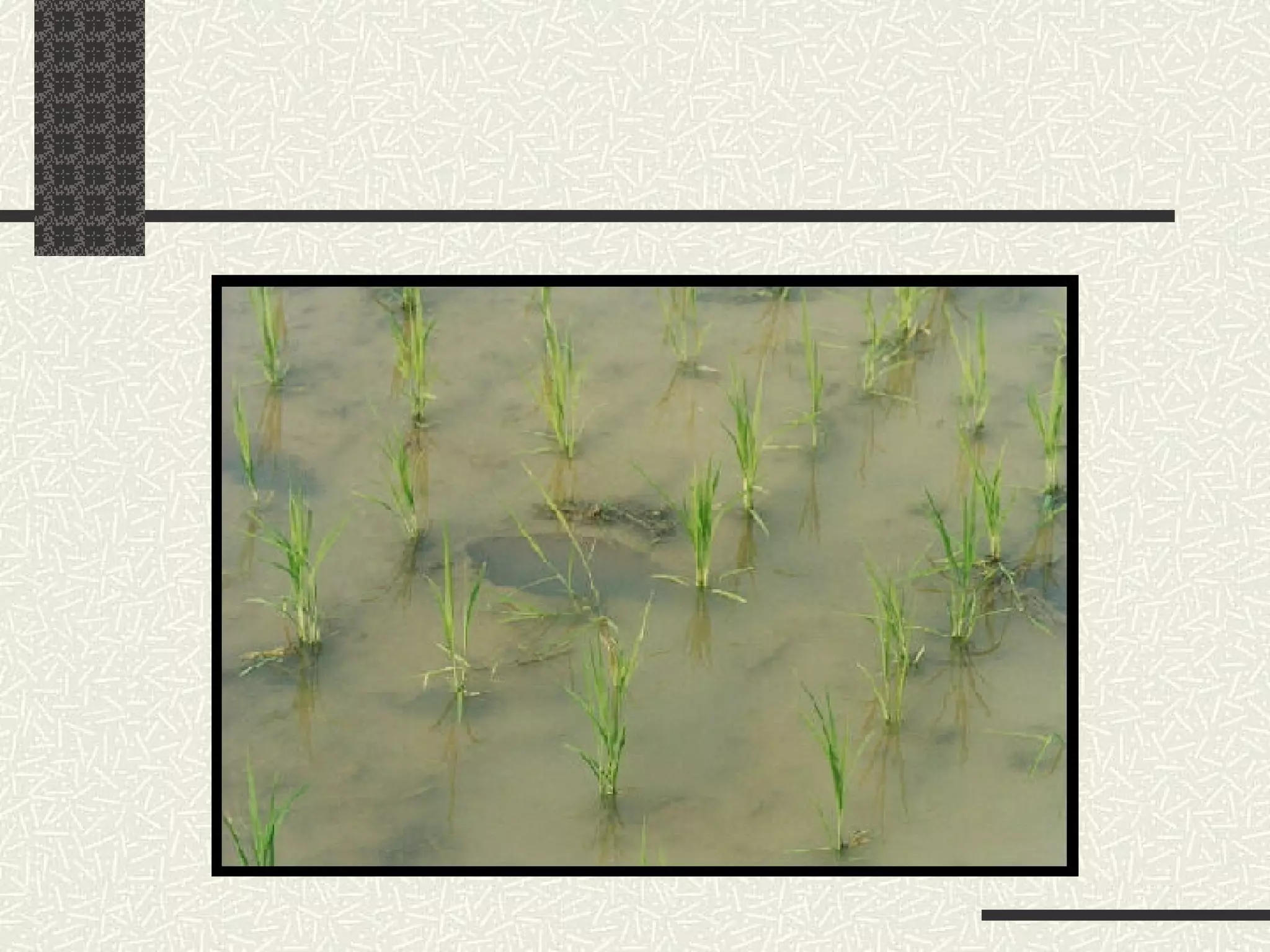 Rice Farming | PPT