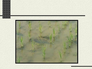 Rice Farming | PPT