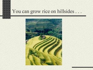 Rice Farming | PPT