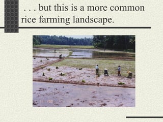 Rice Farming | PPT