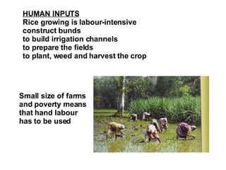 Rice Farming | PPT