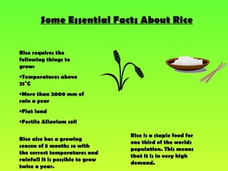 Rice Farming2 | PPT