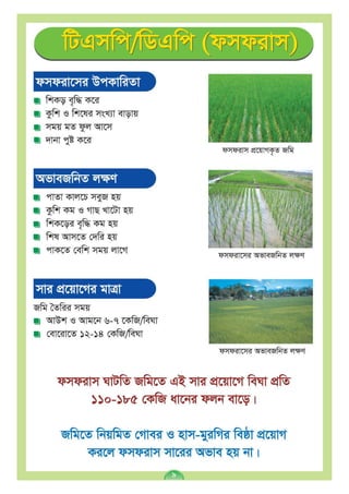 Rice flip-chart | PDF | Free Download