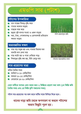 Rice flip-chart | PDF | Free Download