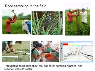 GRM 2011: Rice phenotyping for drought traits | PPT