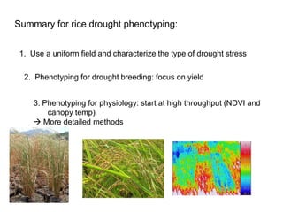 GRM 2011: Rice phenotyping for drought traits | PPT