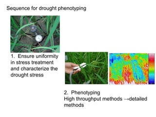GRM 2011: Rice phenotyping for drought traits | PPT