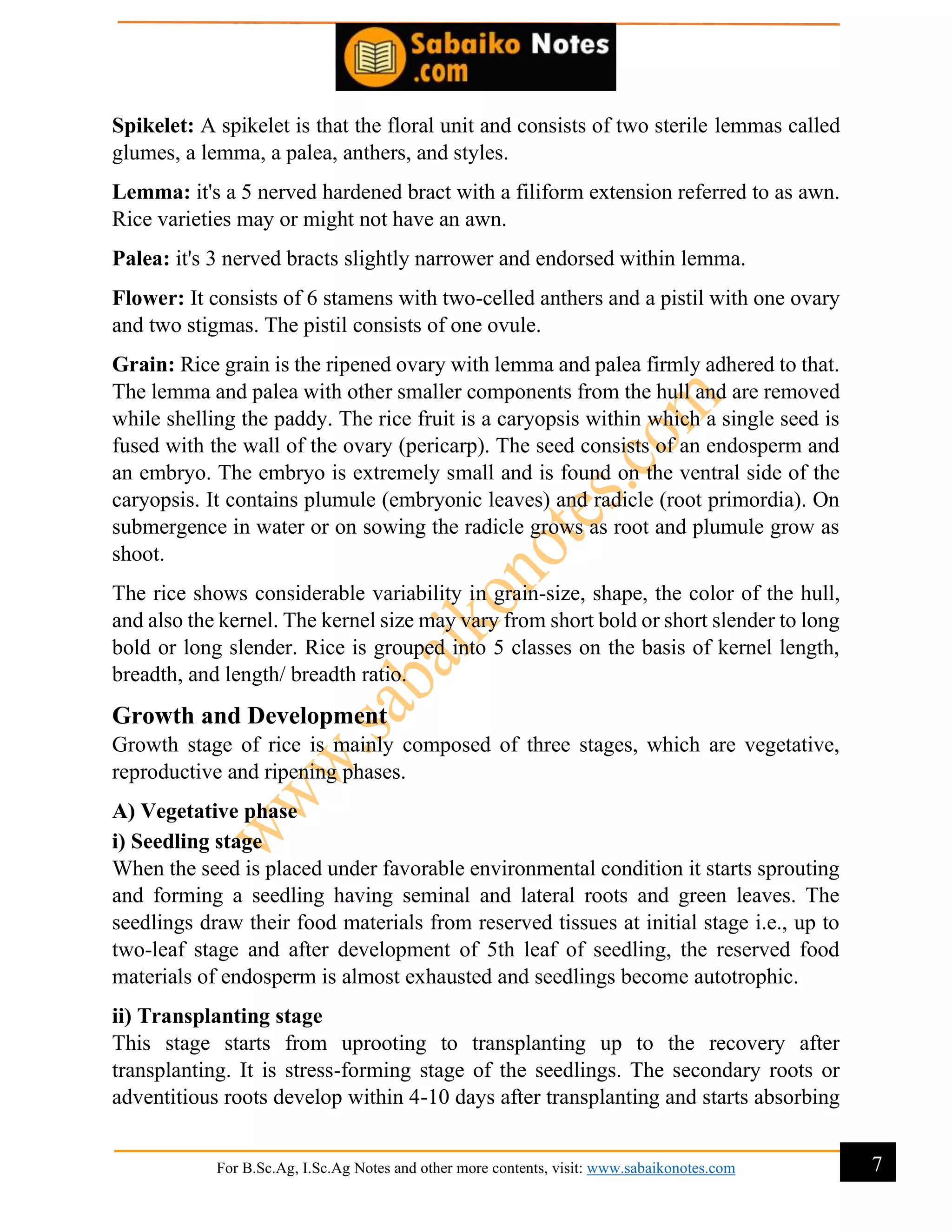 Rice Production | Complete Rice Cultivation | PDF