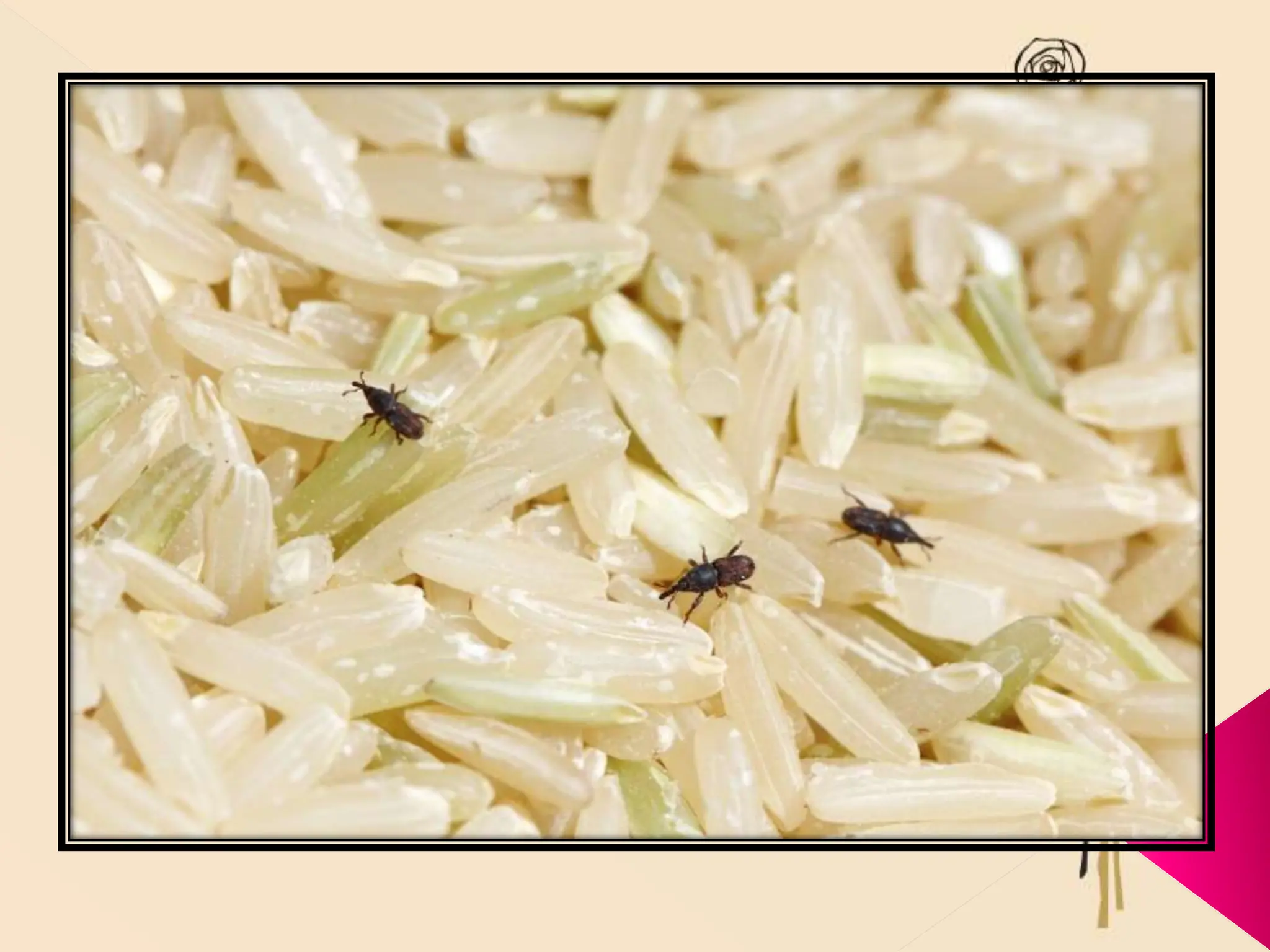 rice and farinaceous. PENYEDIAAN DAN PEBUATAN MAKANAN | PPT