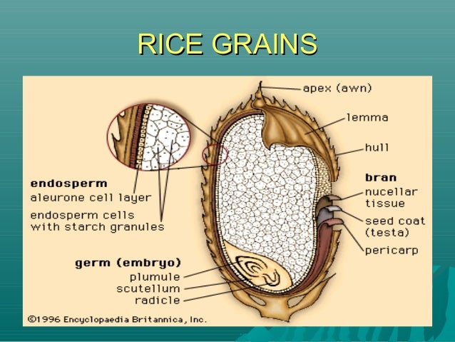 Rice and other grains