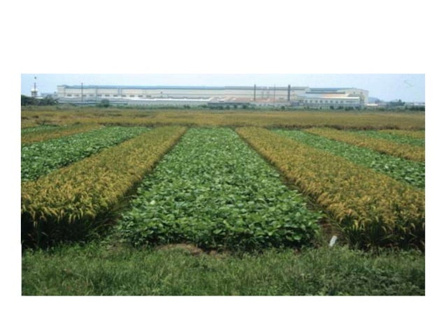 Rice based cropping system | PPTX | Agriculture | Industries