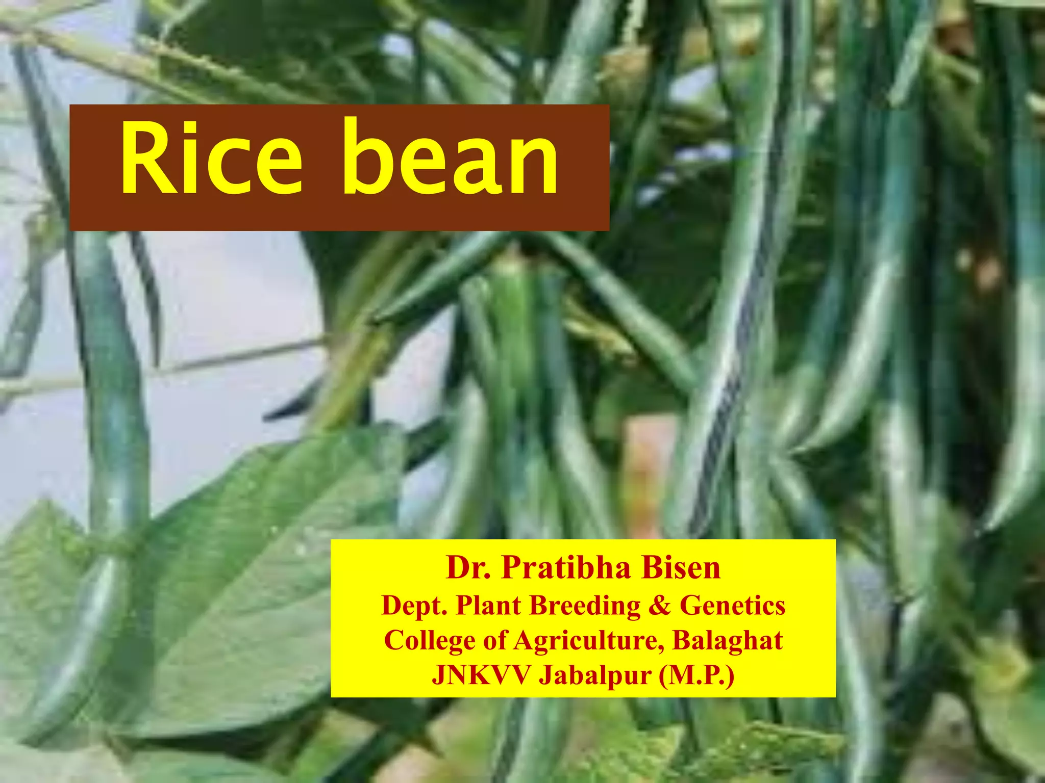 Rice bean (Vigna umbellata) Crop Improvement | PDF