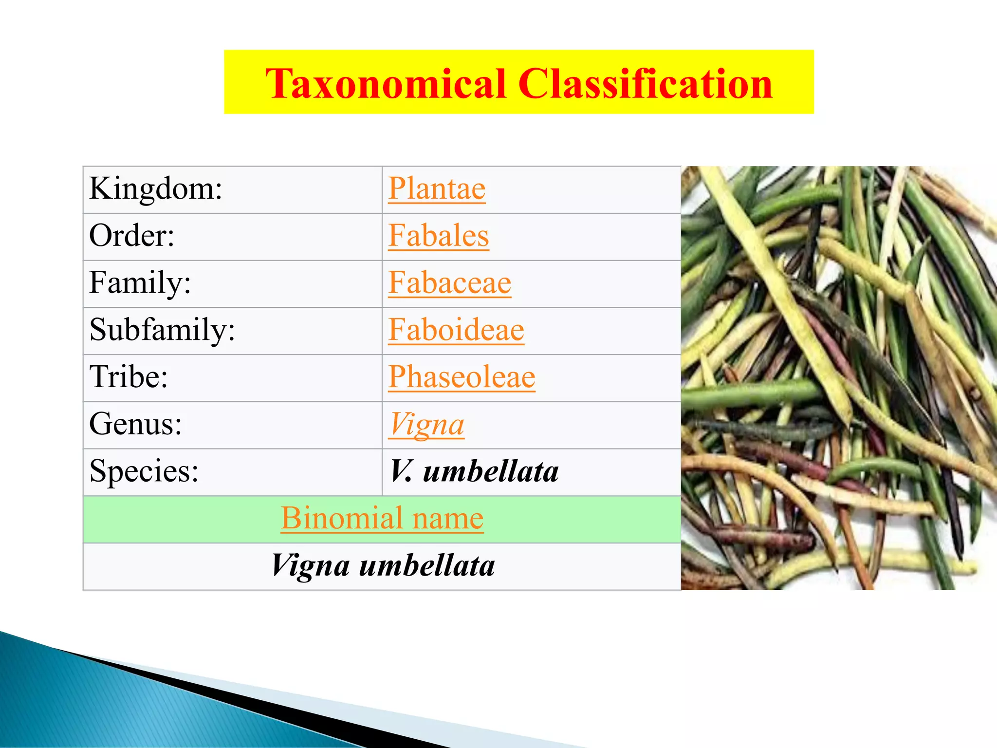 Rice bean (Vigna umbellata) Crop Improvement | PDF