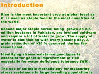 Rice biotechnology | PPT