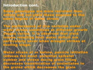 Rice biotechnology | PPT