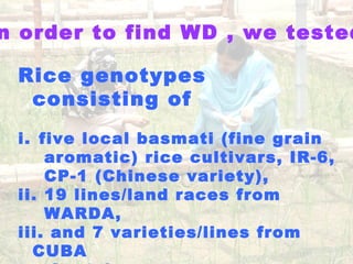 Rice biotechnology | PPT