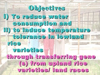 Rice biotechnology | PPT
