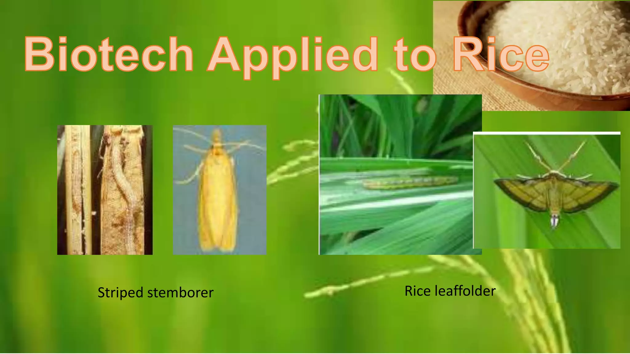 Rice biotechnology | PPT