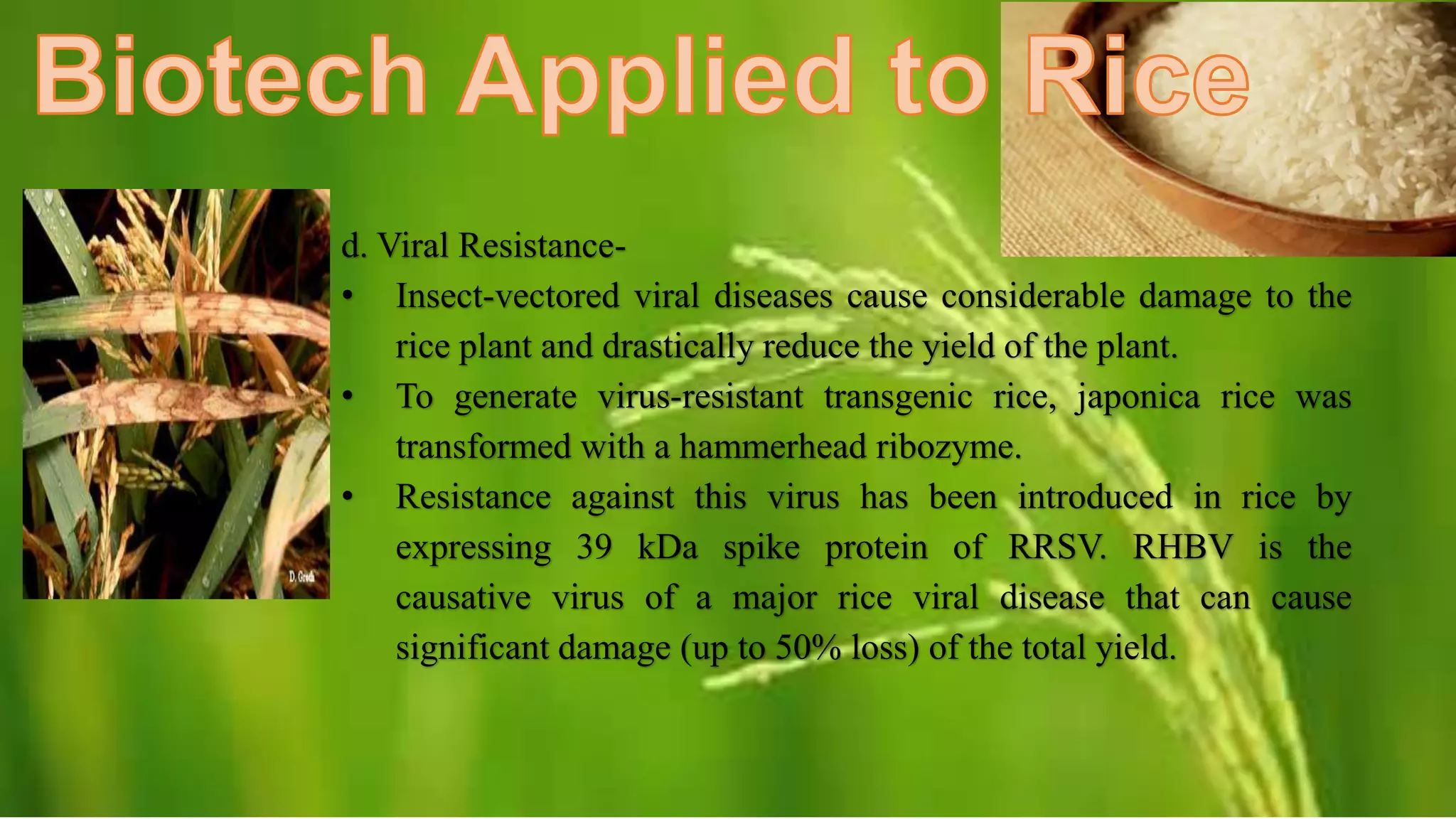 Rice biotechnology | PPTX