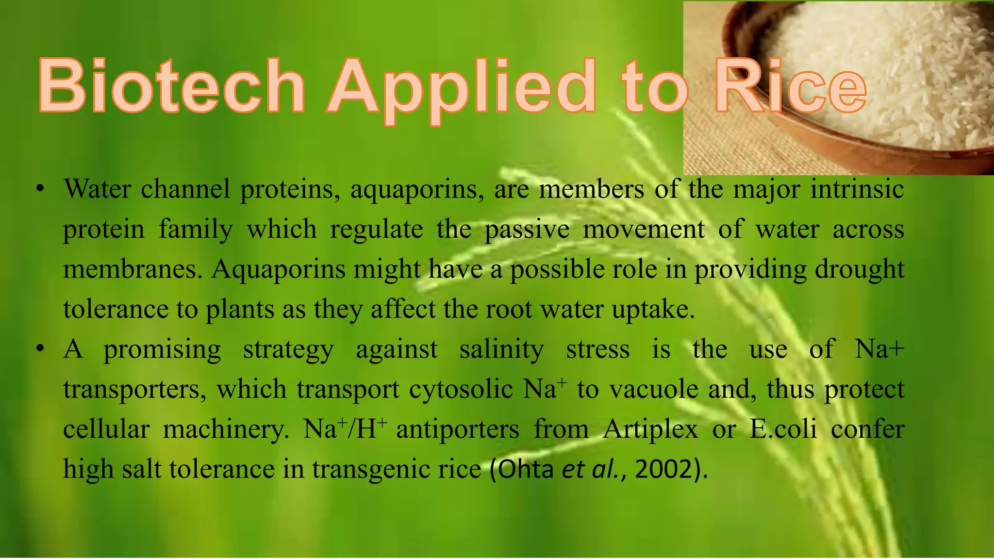 Rice biotechnology | PPTX