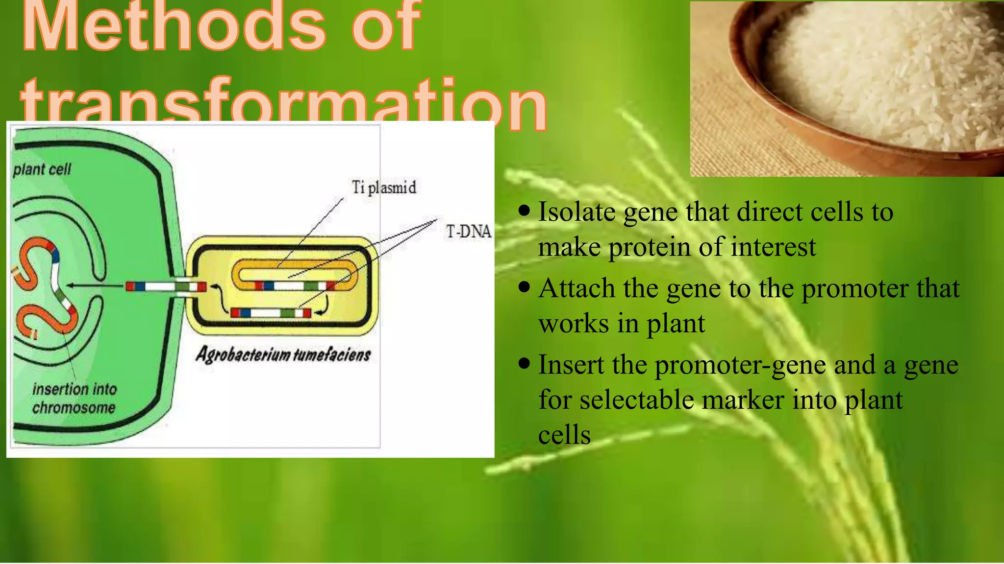 Rice biotechnology | PPT