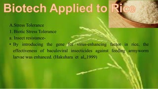 Rice biotechnology | PPTX
