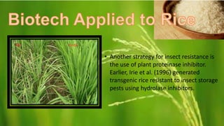 Rice biotechnology | PPTX