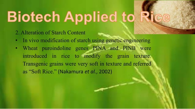 Rice biotechnology | PPTX