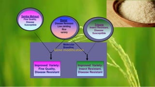 Rice biotechnology | PPTX