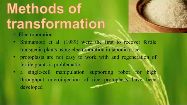 Rice biotechnology | PPTX