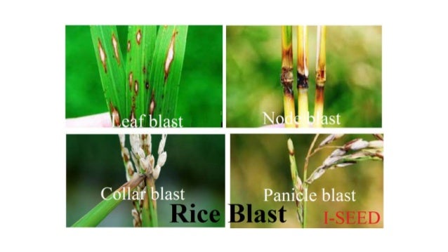 Rice blast